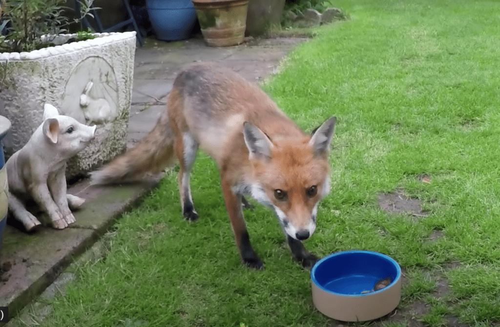 Friendly wild urban fox patiently waits to be fed