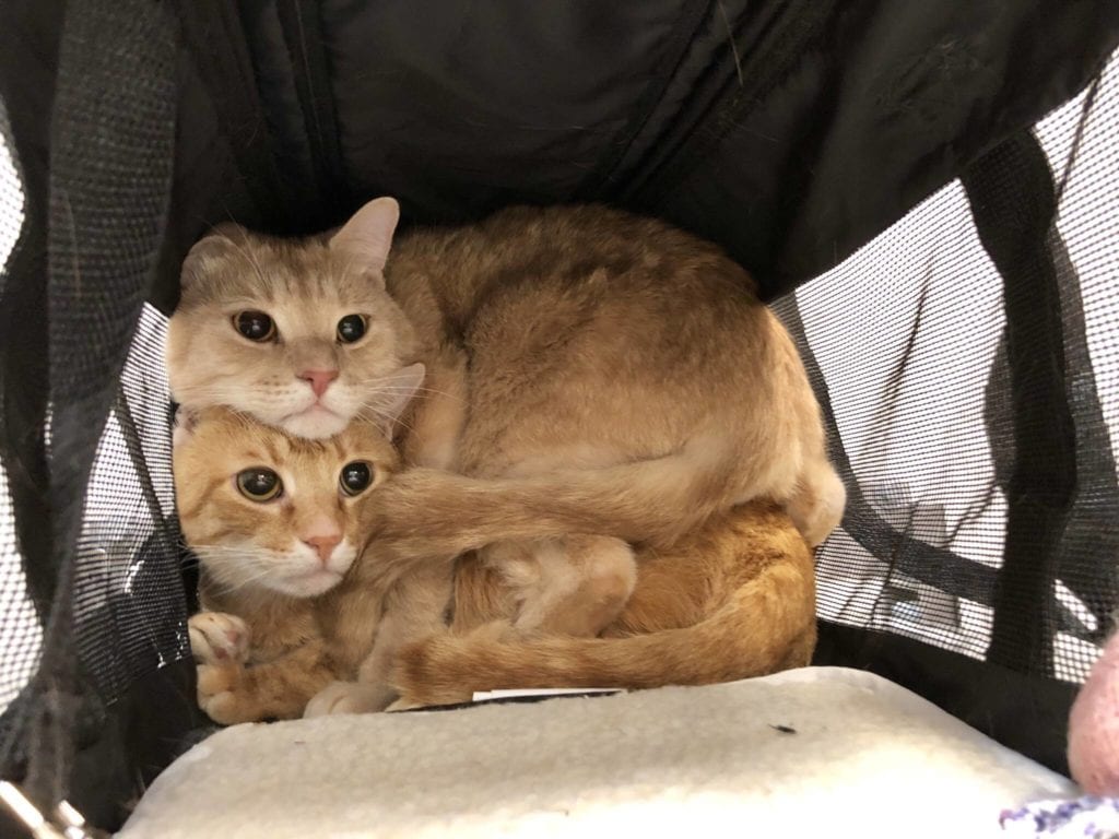 50 hilarious photos of cats to cracking up of laughter