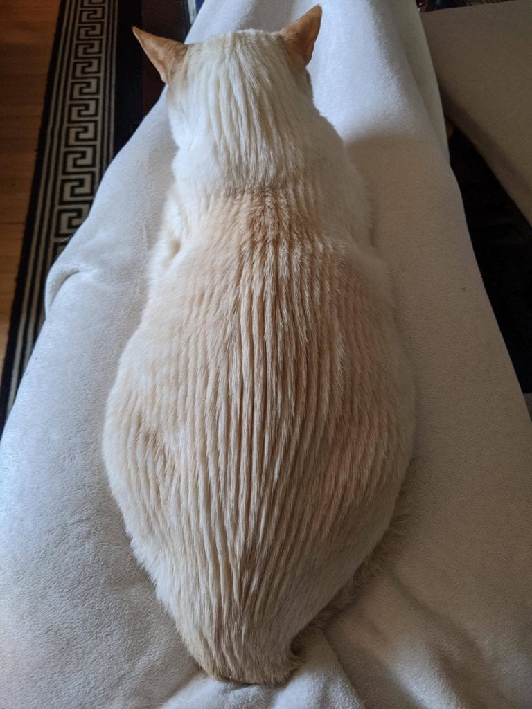 50 hilarious cat posts that are sure to make you smile