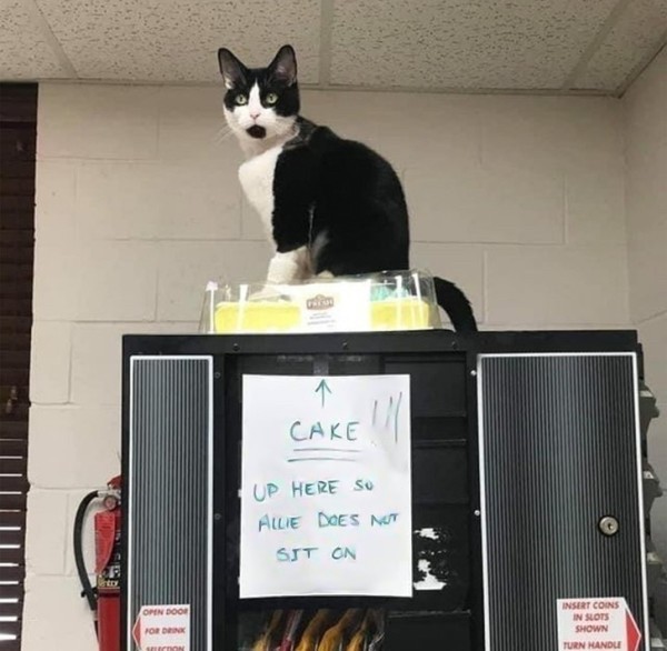 50 hilarious cat posts that are sure to make you smile