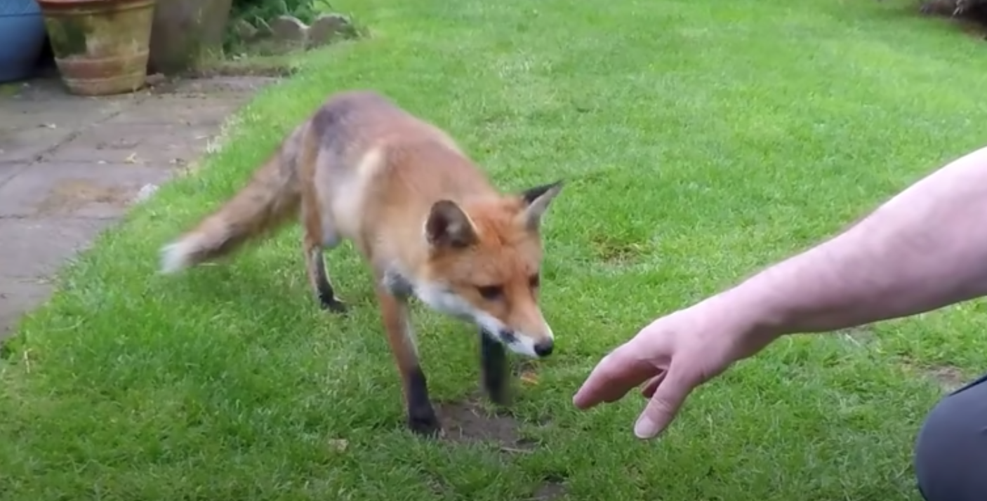 Friendly wild urban fox patiently waits to be fed