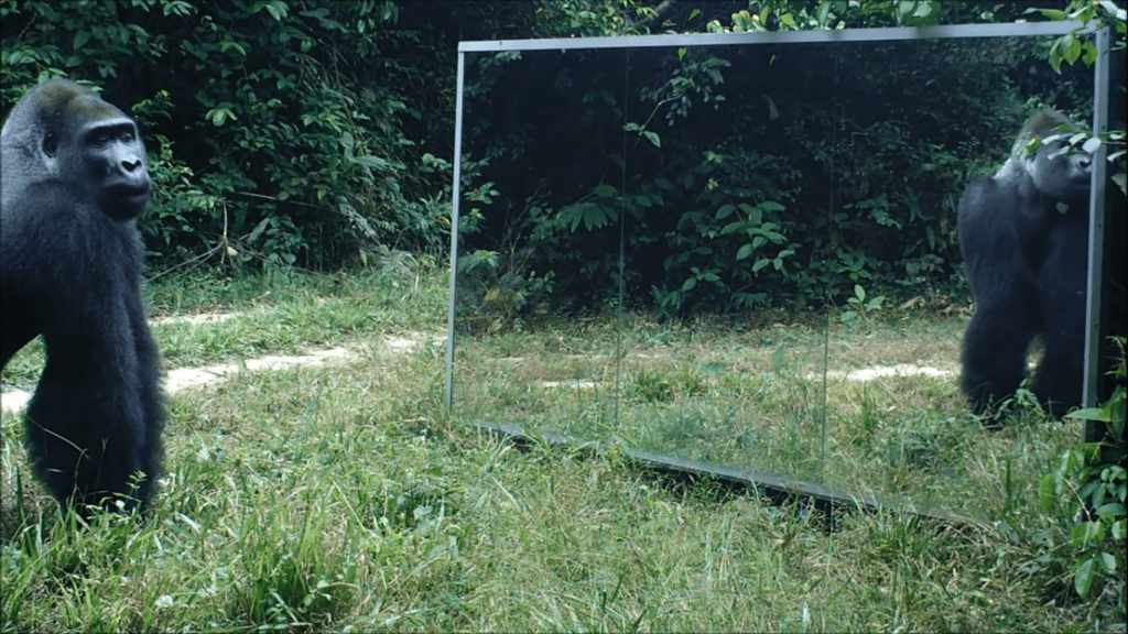 Silverback gorilla sees reflection in the mirror and thinks it’s an ...