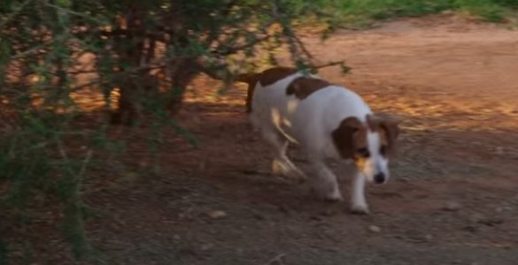 Dog becomes a nanny for cheetahs, baboons, and hyenas at animal sanctuary