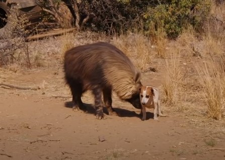 Dog becomes a nanny for cheetahs, baboons, and hyenas at animal sanctuary