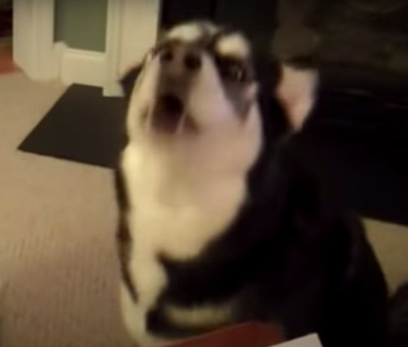 Husky Helps Baby To Stop Crying