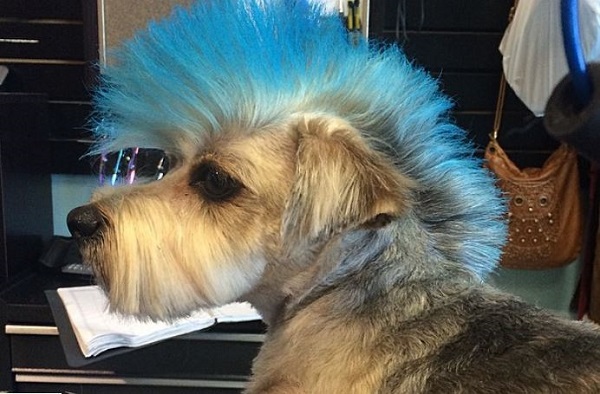 20 funny pet haircuts that make them look almost human