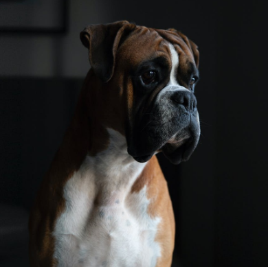 Boxer Gives Mom The “Silent Treatment”