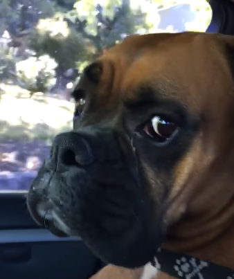Boxer Gives Mom The “Silent Treatment”