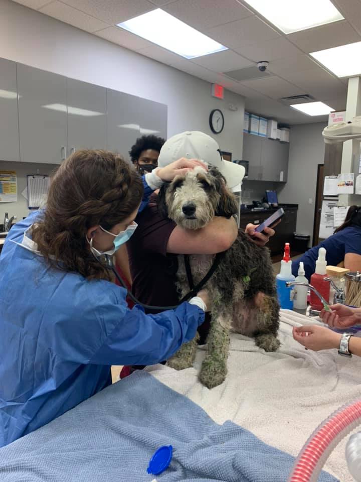 Community bands together to find 7-year-old’s lost therapy dog