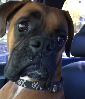 Boxer Gives Mom The “Silent Treatment”