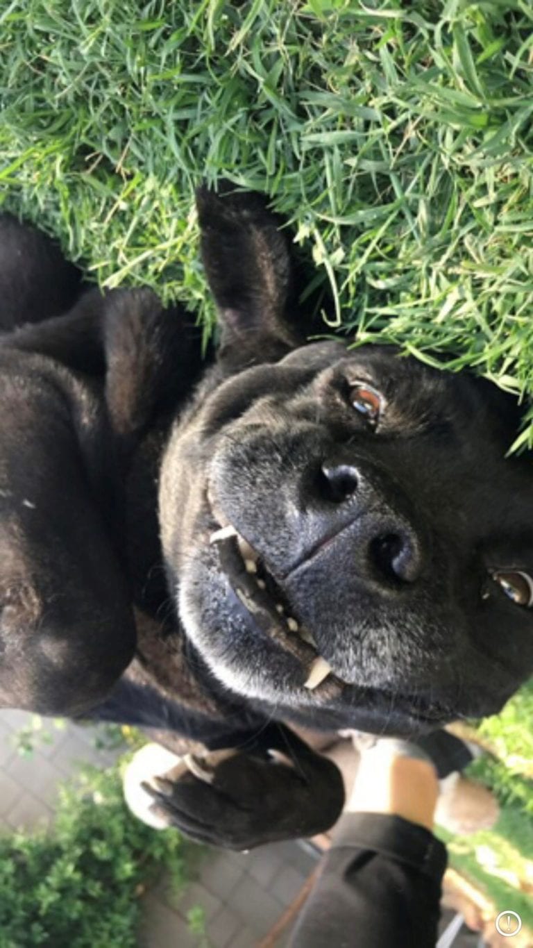 75 ugly dogs that are adorably cute - Animal Channel