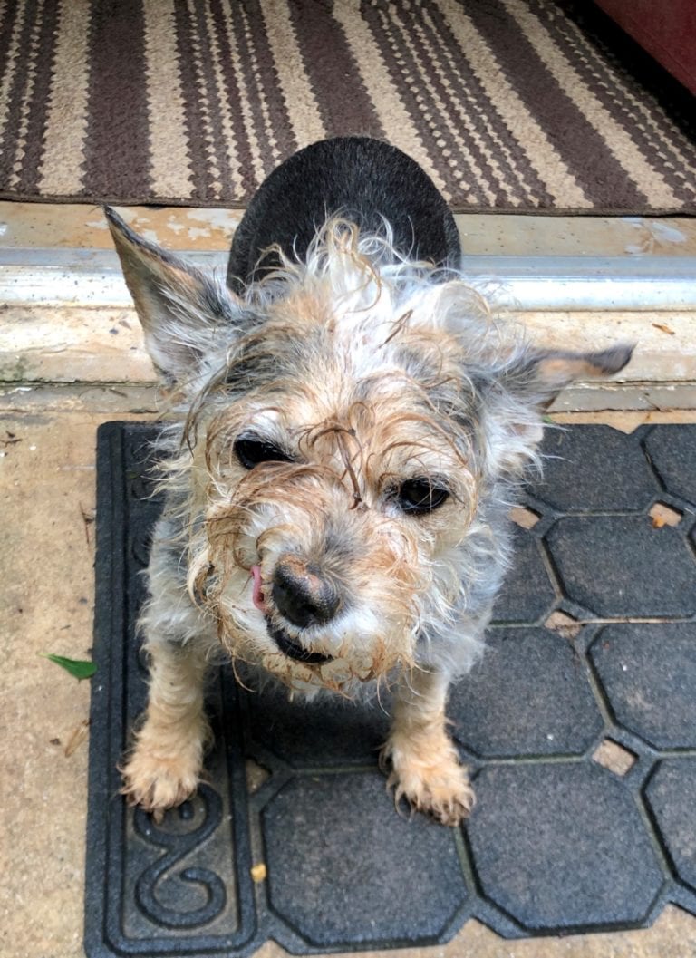75 ugly dogs that are adorably cute - Animal Channel