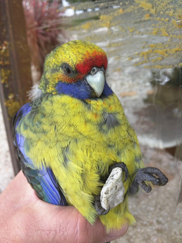 45 hilarious bird photos that will brighten up your day