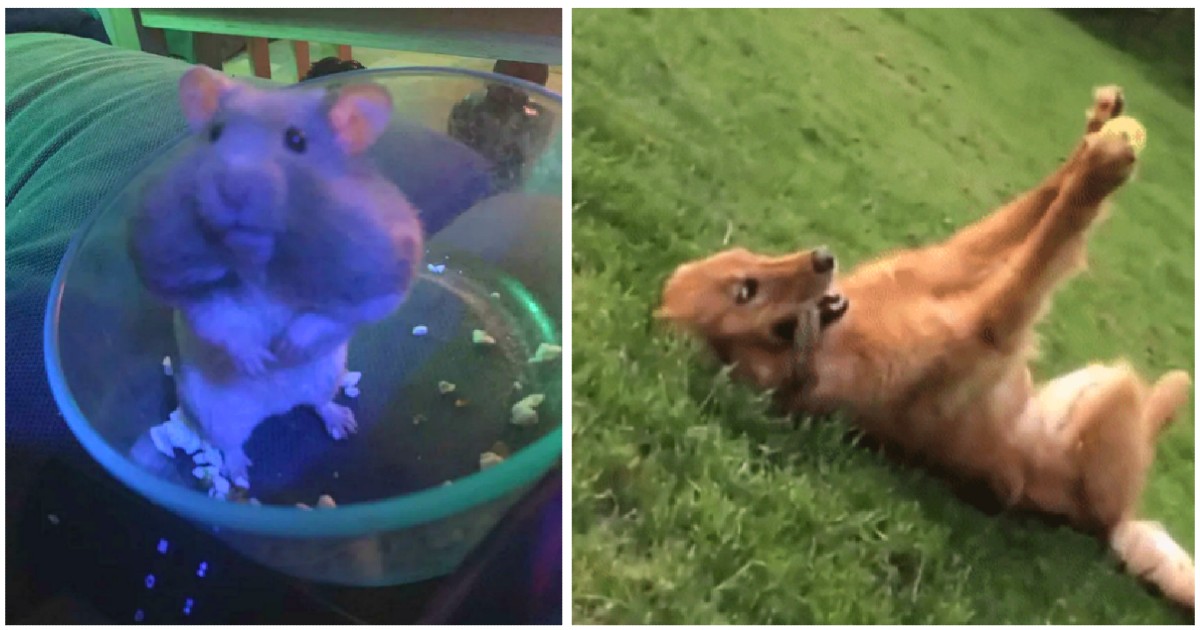 50 animals caught being total fools