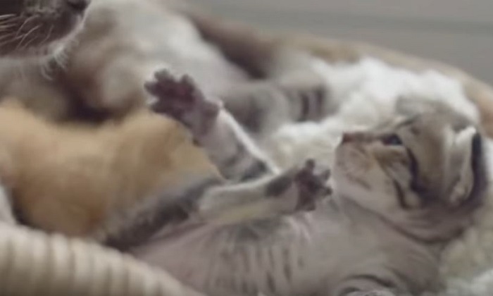 Mama cat sacrifices her well being to save her kittens when she runs ...
