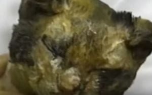 Mama cat sacrifices her well being to save her kittens when she runs ...