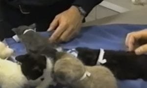 Mama cat sacrifices her well being to save her kittens when she runs ...