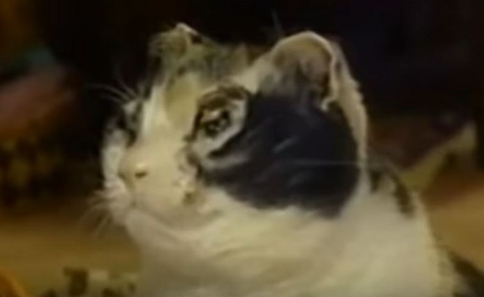 Mama cat sacrifices her well being to save her kittens when she runs ...