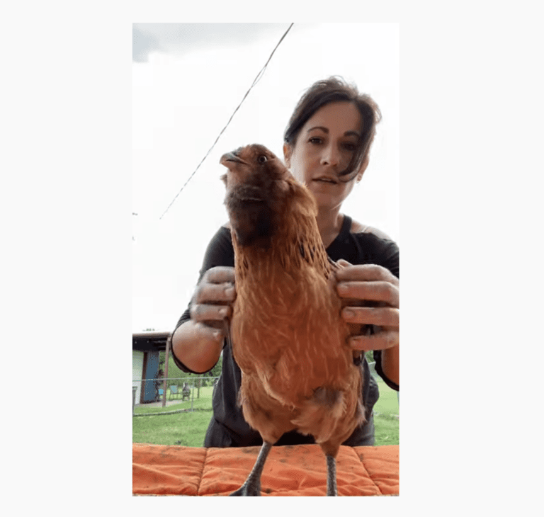 Super ticklish chicken can’t stop laughing when owner tickles her sides