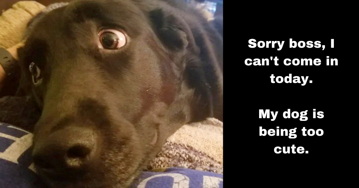 42 Photos Of Sweet Animals Overflowing With Love