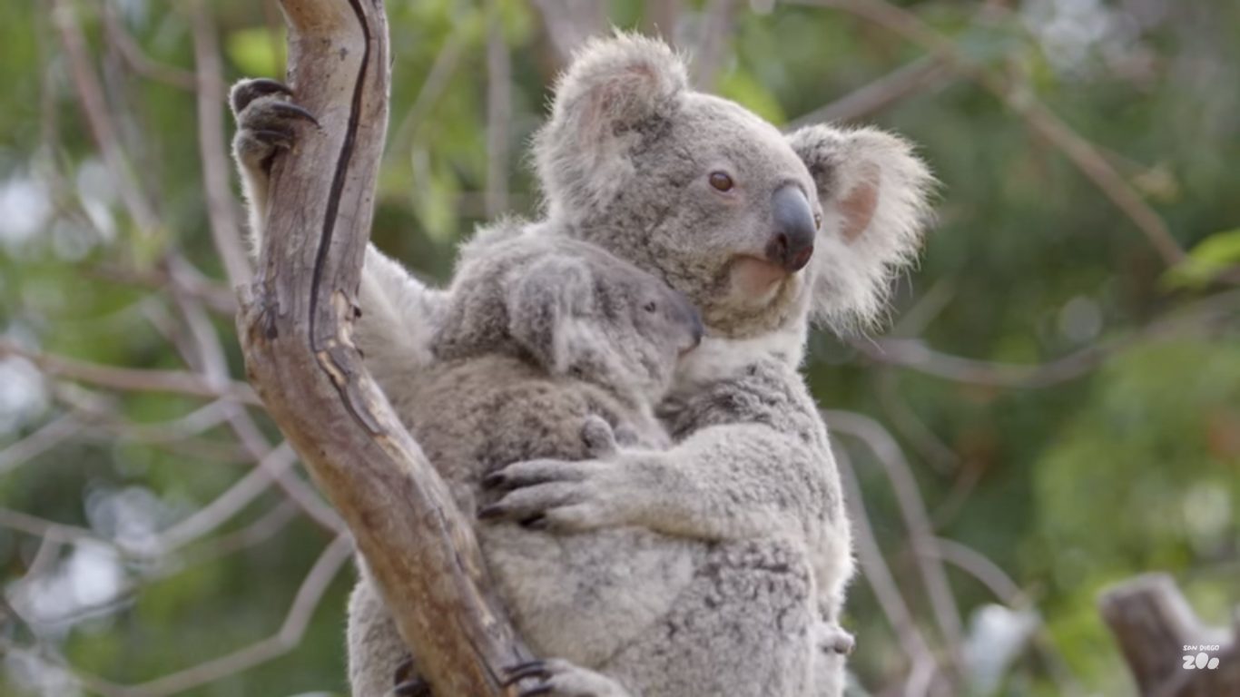Koala joey has adorable way of being weighed