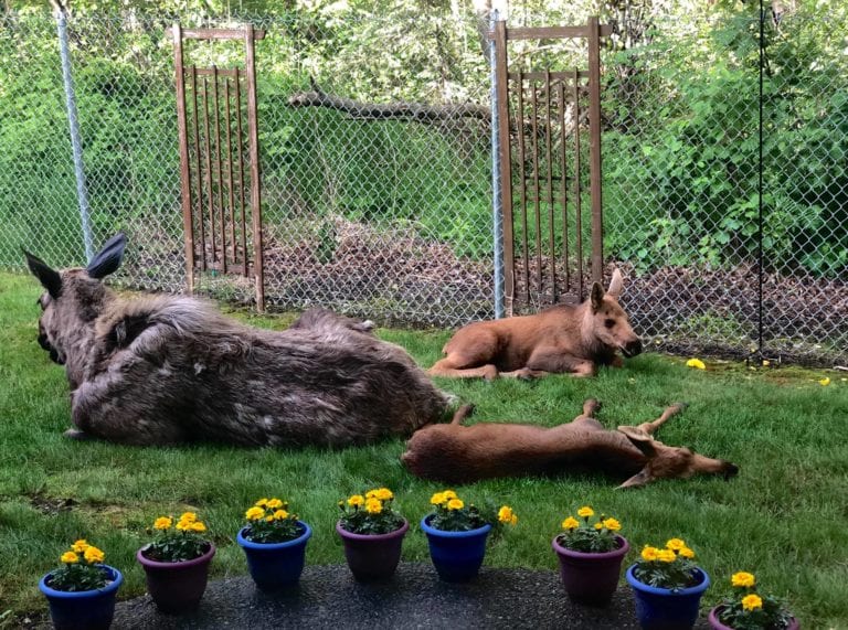 Man wakes up to find a mama moose has turned his backyard into a ...