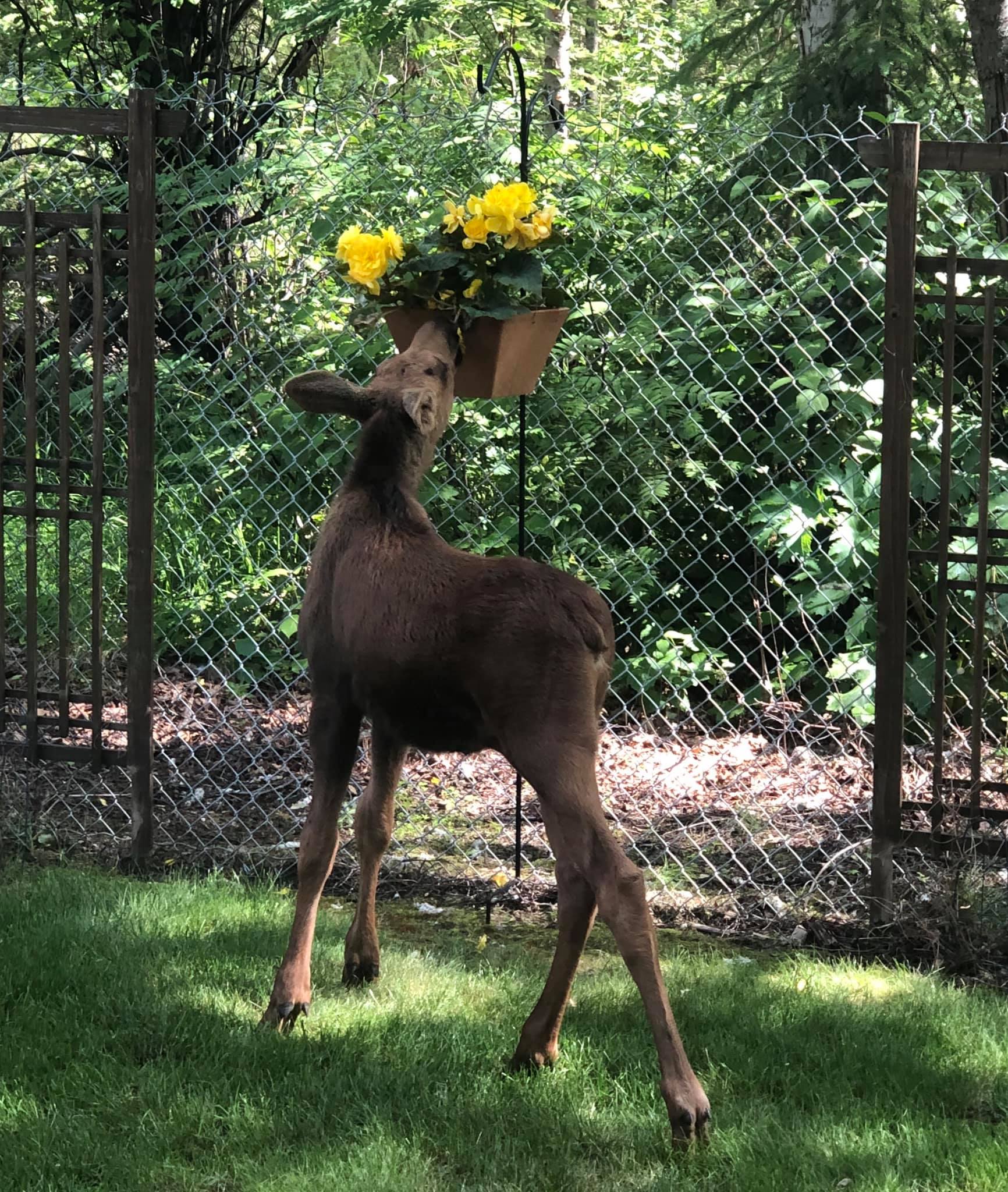 Man wakes up to find a mama moose has turned his backyard into a ...