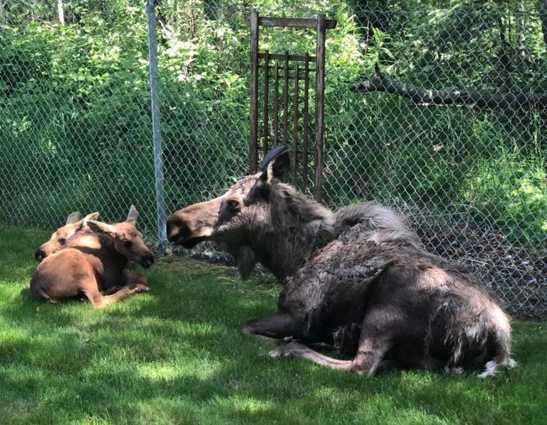 Man wakes up to find a mama moose has turned his backyard into a ...