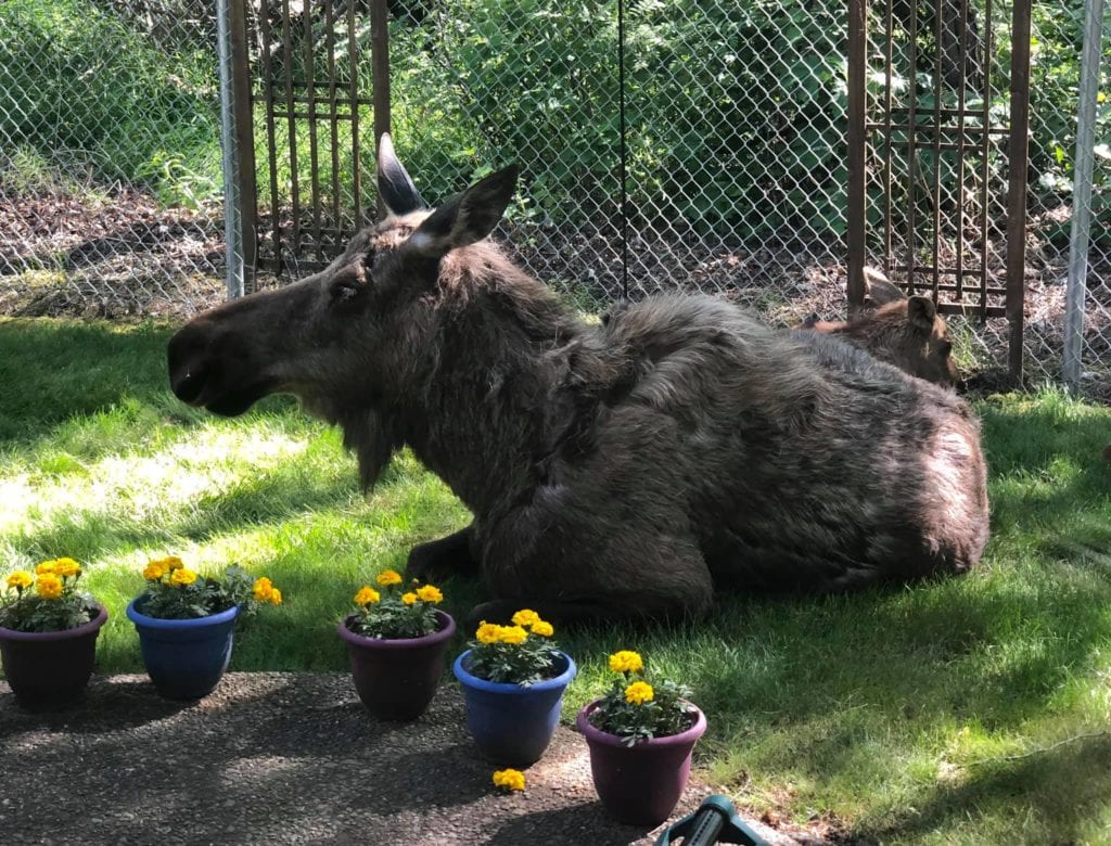 Man wakes up to find a mama moose has turned his backyard into a ...