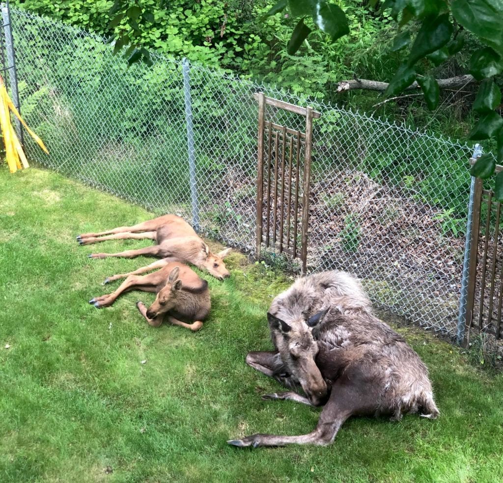 Man wakes up to find a mama moose has turned his backyard into a ...