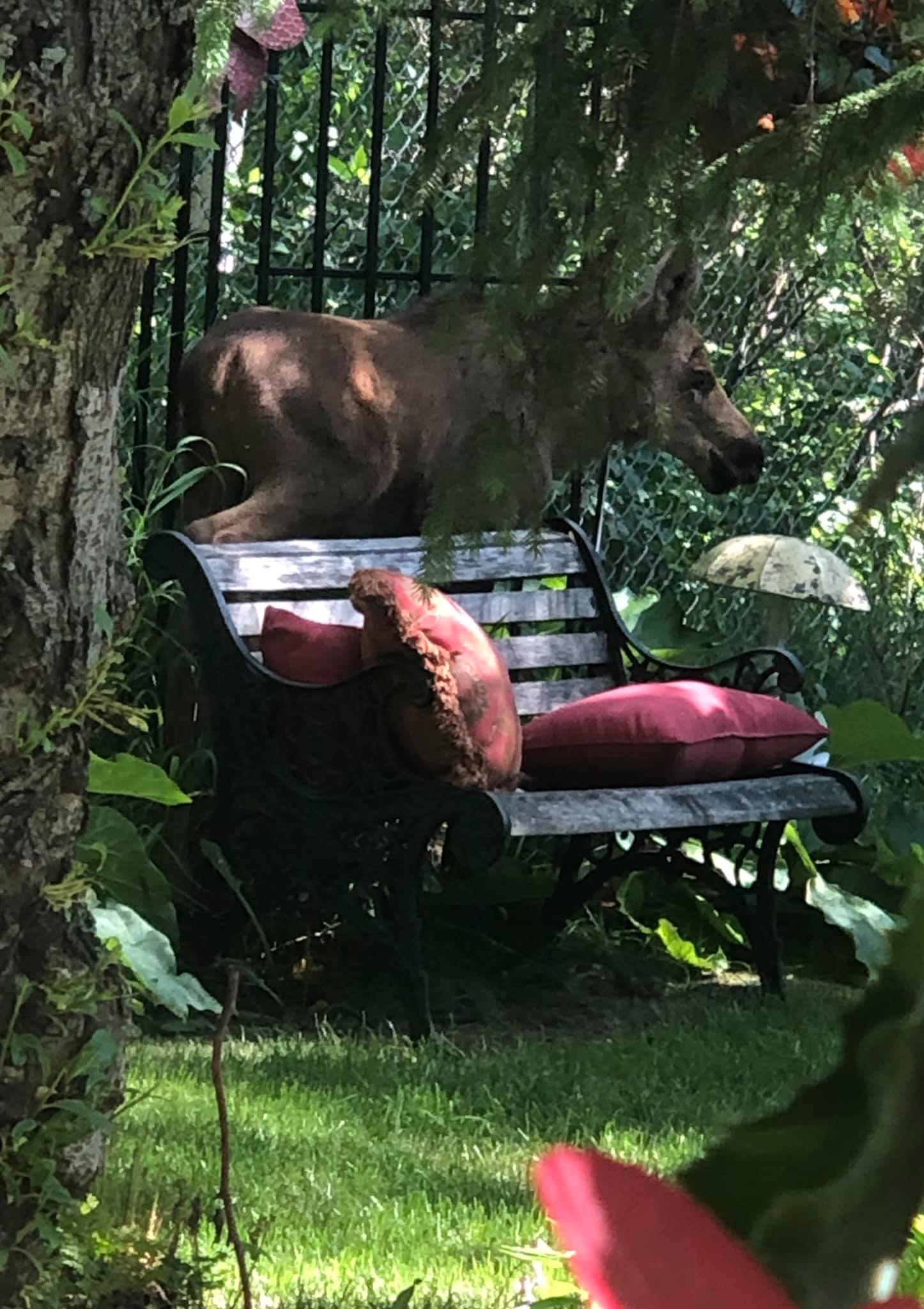 Man wakes up to find a mama moose has turned his backyard into a ...