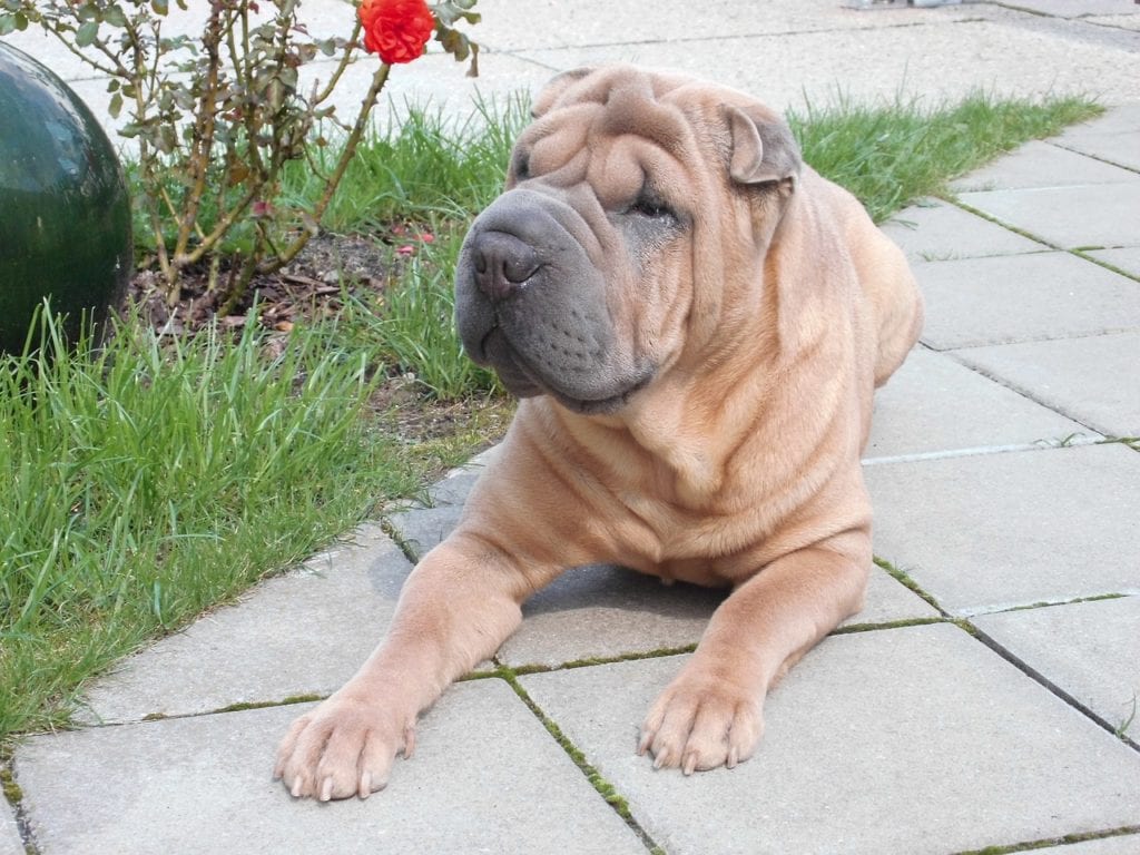 The Bear Coat Shar-Pei Is Unbearably Fluffy And Cute