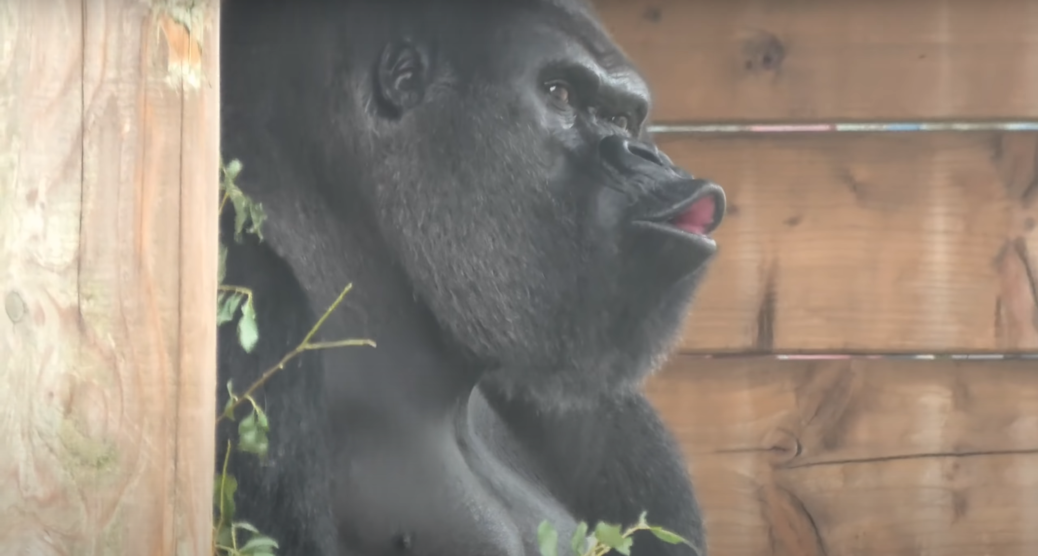 Gorilla tells hilarious son to stop goofing around
