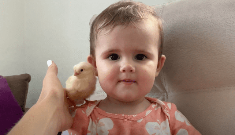 Baby learns how to feed gentle golden retriever