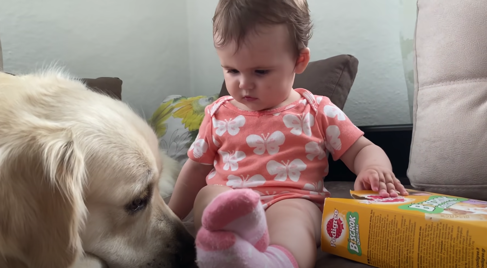 Baby learns how to feed gentle golden retriever