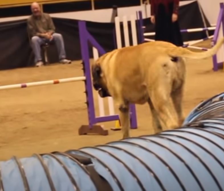 Mastiff Becomes Crowd Favorite In Dog Agility Race
