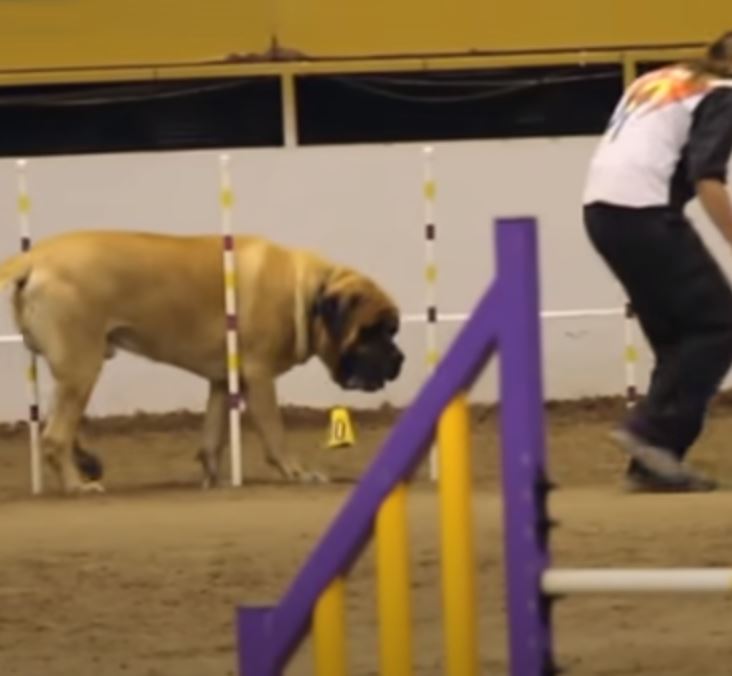 Mastiff Becomes Crowd Favorite In Dog Agility Race