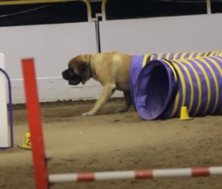Mastiff Becomes Crowd Favorite In Dog Agility Race