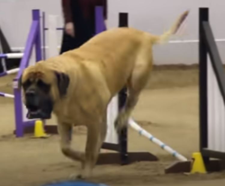 Mastiff Becomes Crowd Favorite In Dog Agility Race
