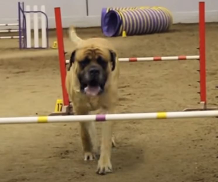 Mastiff Becomes Crowd Favorite In Dog Agility Race