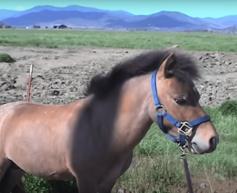 Miniature Stallion Makes Quick Friends With Herd Of Horses