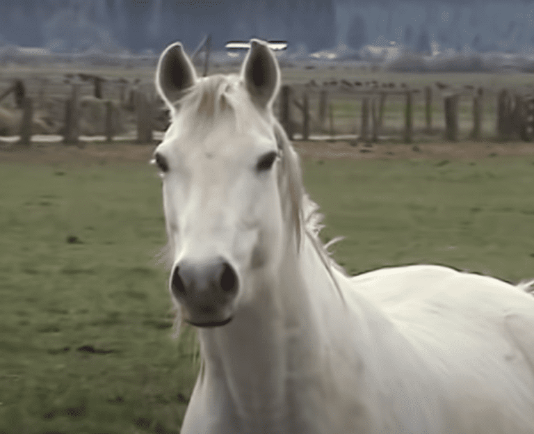 Miniature Stallion Makes Quick Friends With Herd Of Horses