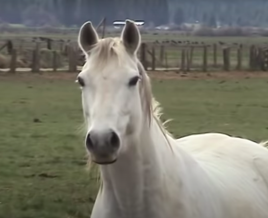 Miniature Stallion Makes Quick Friends With Herd Of Horses