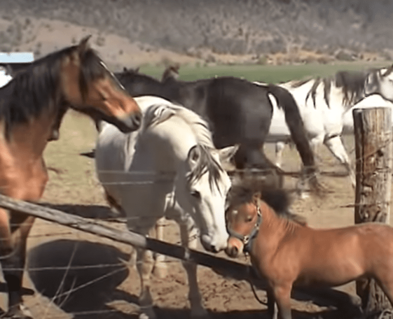 Miniature Stallion Makes Quick Friends With Herd Of Horses