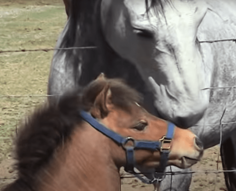 Miniature Stallion Makes Quick Friends With Herd Of Horses