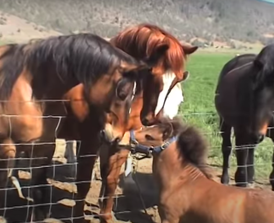 Miniature Stallion Makes Quick Friends With Herd Of Horses