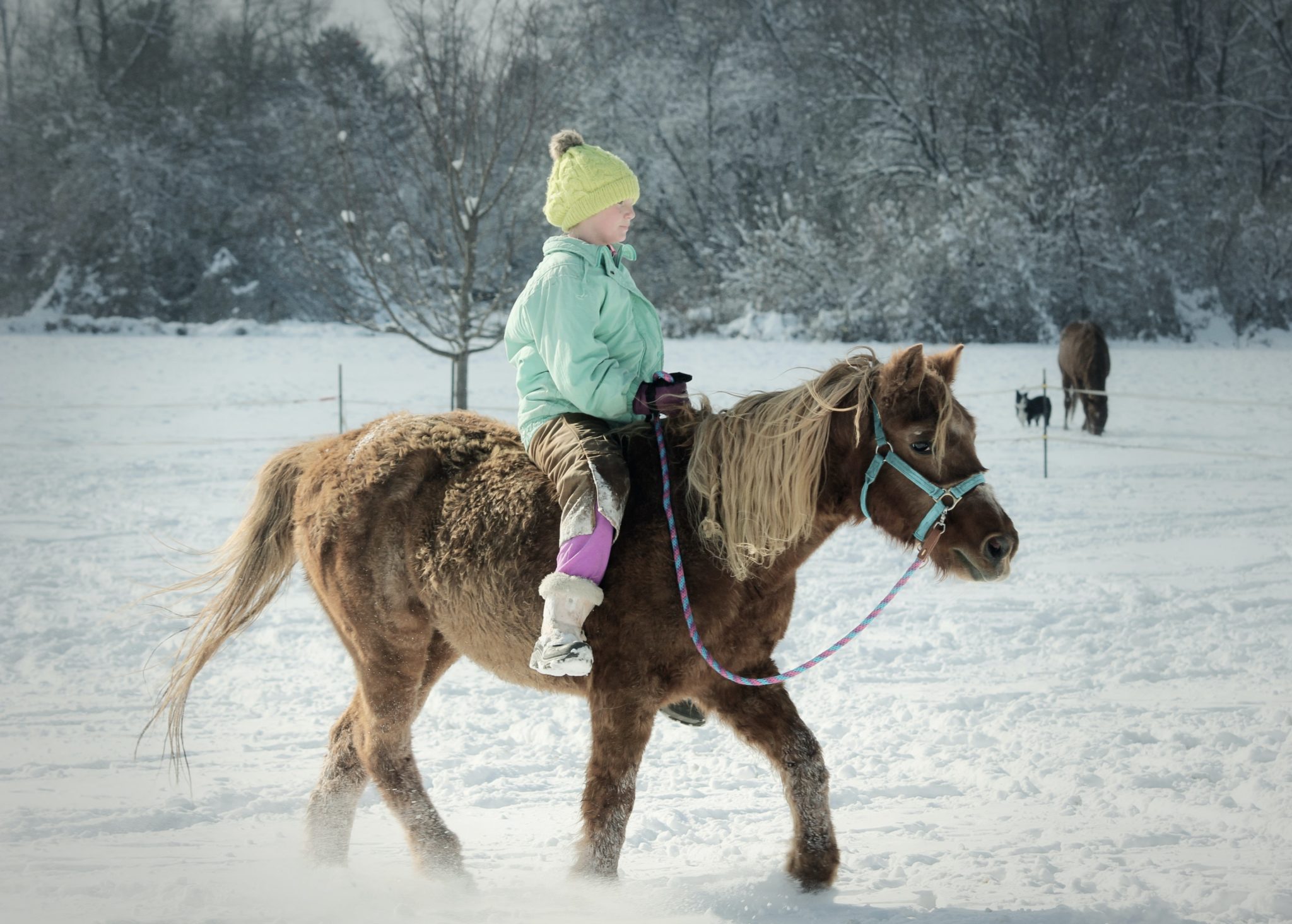 Miniature Stallion Makes Quick Friends With Herd Of Horses