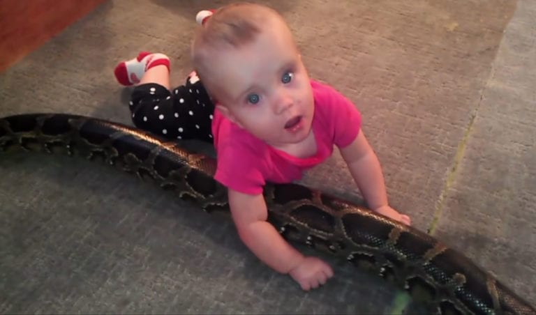 Dad defends decision to let his 13-foot pet python wrap itself around ...