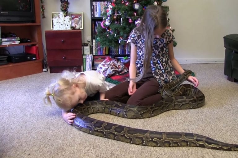 Dad defends decision to let his 13-foot pet python wrap itself around ...