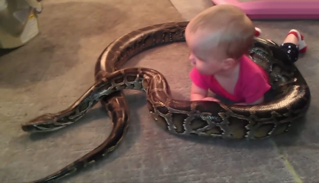 Dad defends decision to let his 13-foot pet python wrap itself around ...